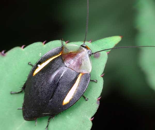 Um barato de inseto | CHC