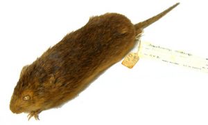 O rato do presidente | CHC