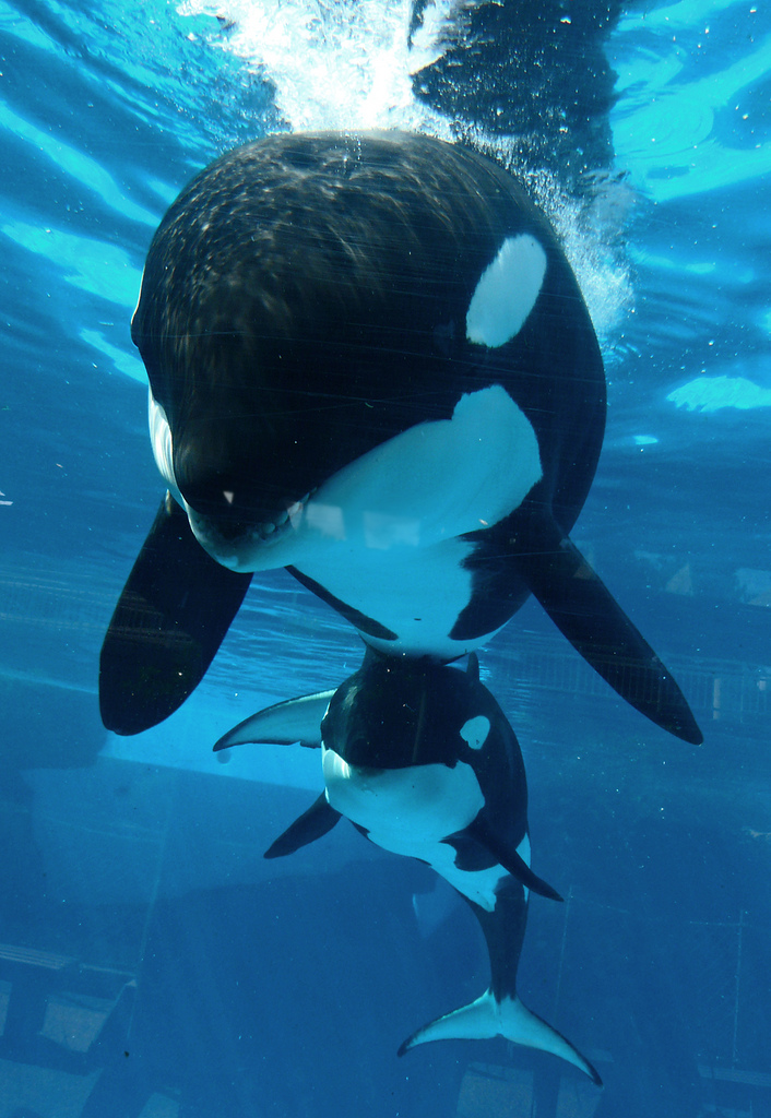 Vida longa à mamãe orca | CHC