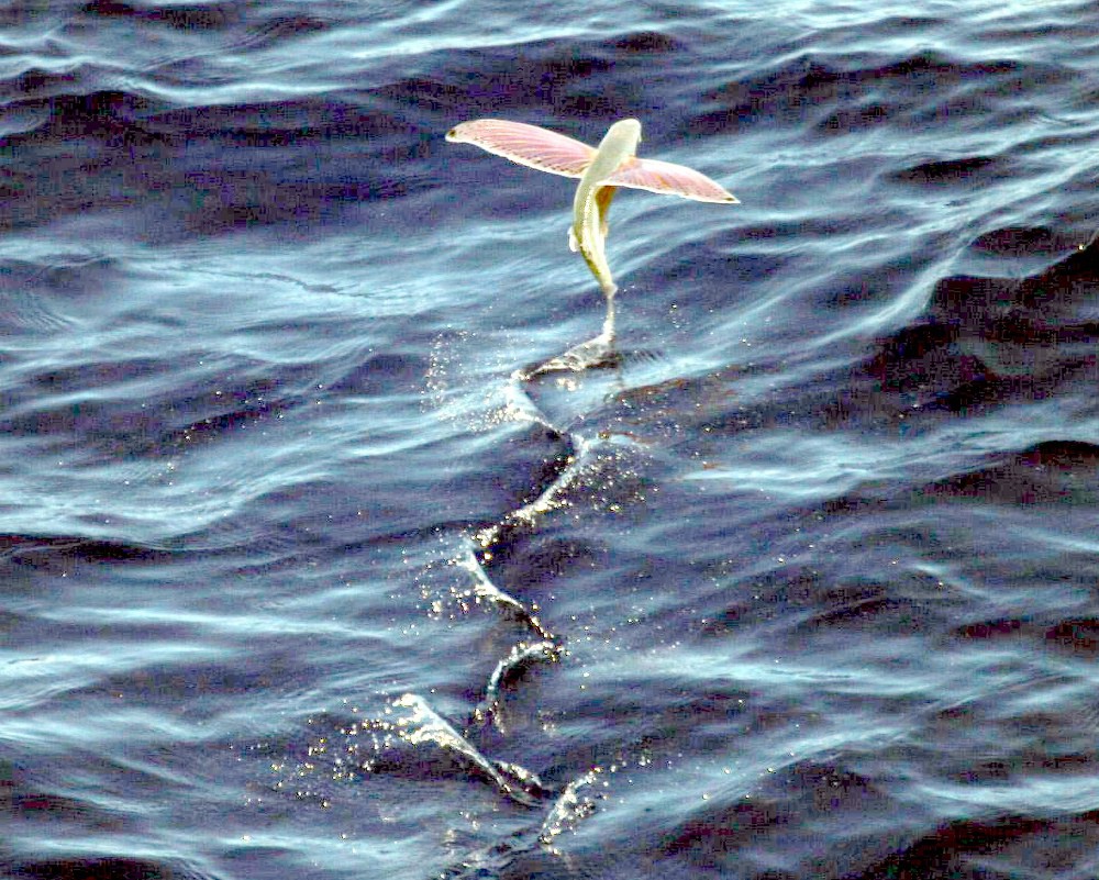 A incrível história do peixe-voador | CHC