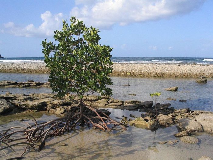 Vida no mangue | CHC
