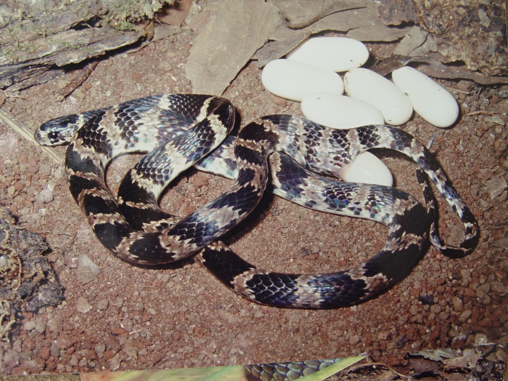 Filhote de cobra… | CHC