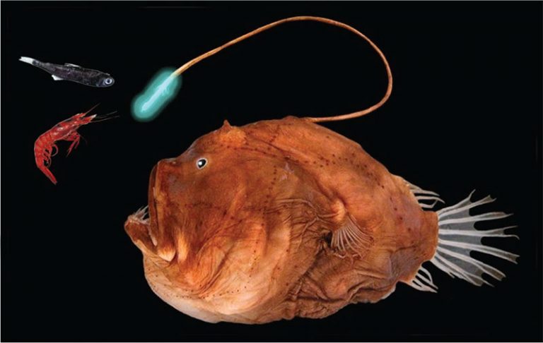 Peixes luminosos | CHC