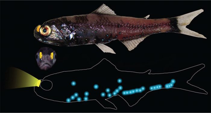 Peixes luminosos | CHC