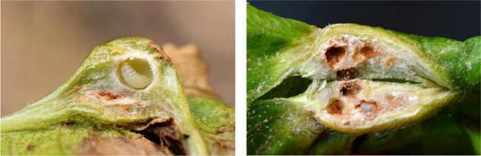 Você sabe o que é galha? | CHC