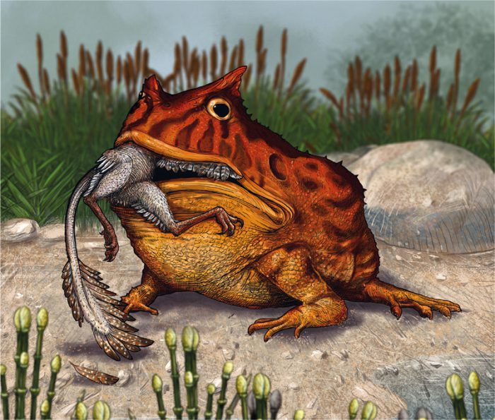 Sapo-de-chifre-gigante | CHC