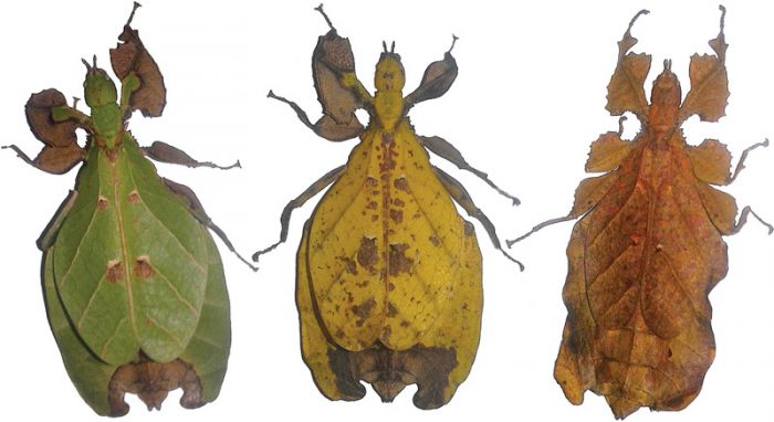 Quem é o par do bicho-folha? | CHC