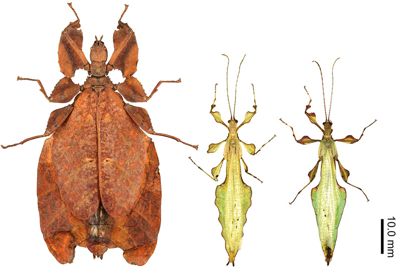 CHC | Quem é o par do bicho-folha?