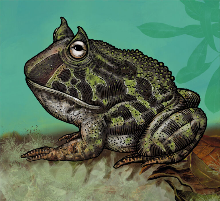 Sapão das cavernas | CHC