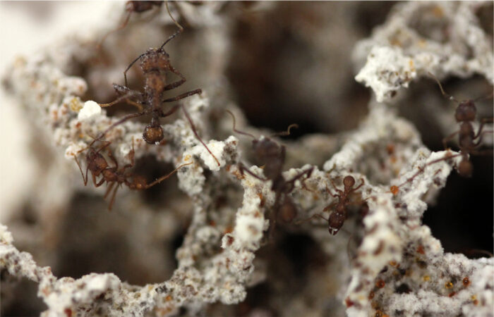 Ei, formiga! Me dá uma carona? | CHC