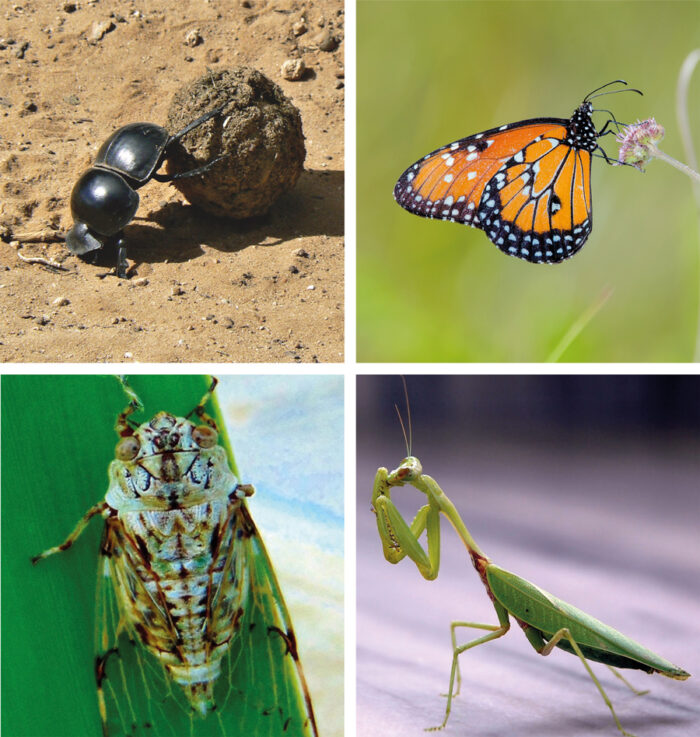 Já agradeceu a um inseto hoje? | CHC