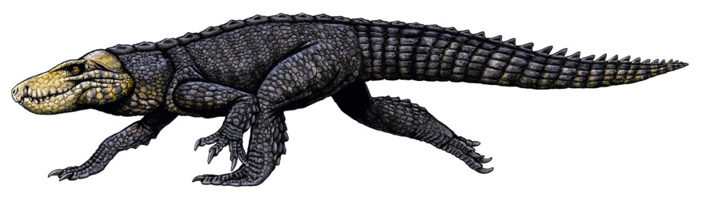 Predador paulista | CHC