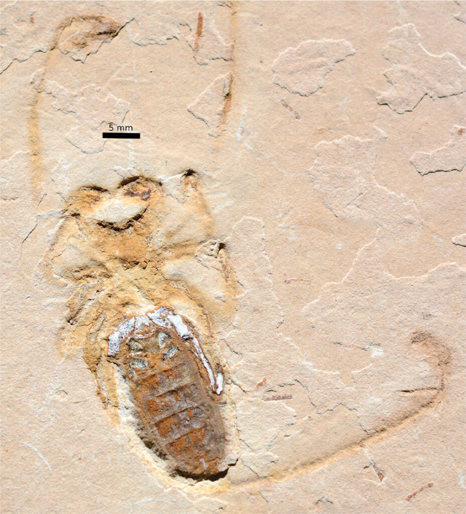 Parente pré-histórico das aranhas | CHC