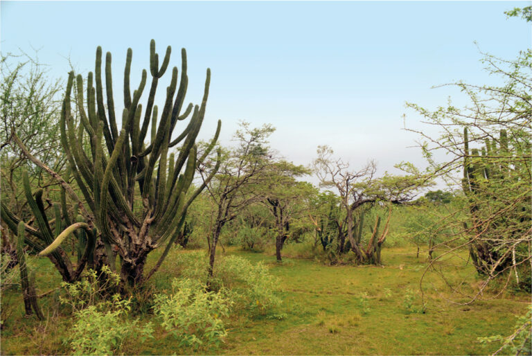 No Chaco brasileiro | CHC