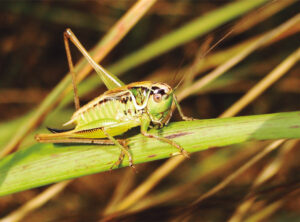 Mundo de curiosidades 362 | CHC