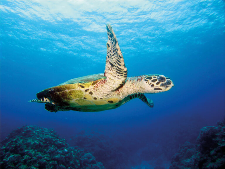 Guardiões do mar | CHC